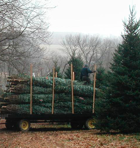 the experience – Westlake Tree Farms – Pottstown, Pennsylvania